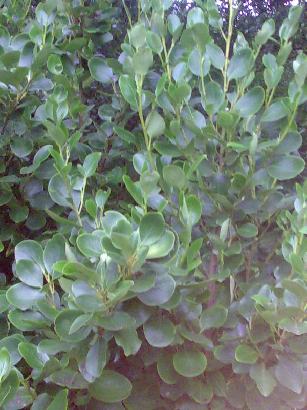 alguien me puede decir que planta es alguien me puede decir que planta es