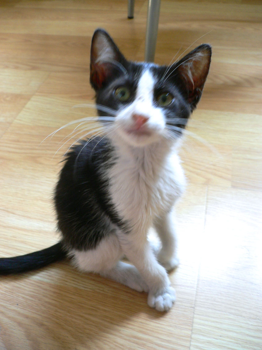 Gatito vaca para adoptar