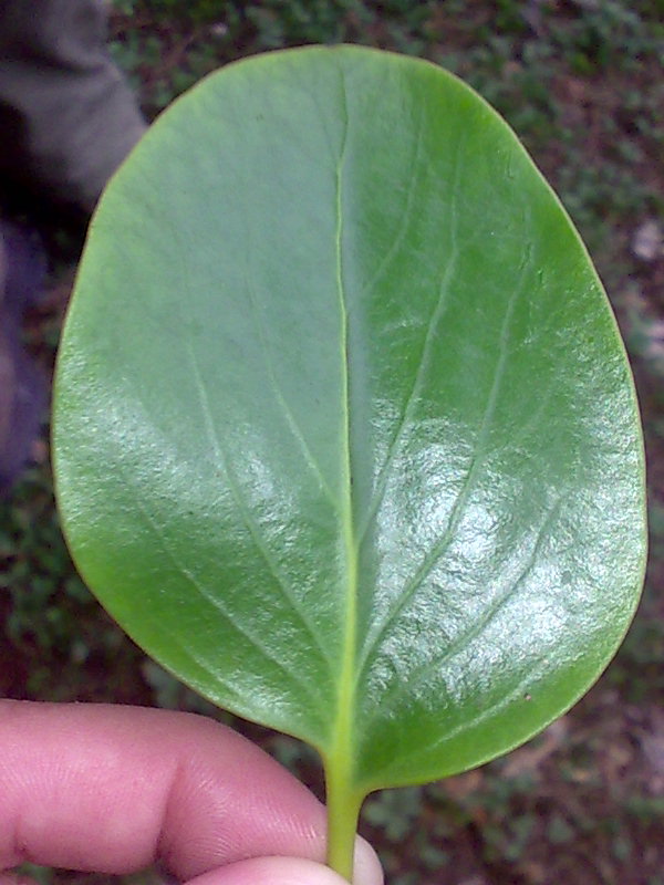 alguien me puede decir que planta es alguien me puede decir que planta es