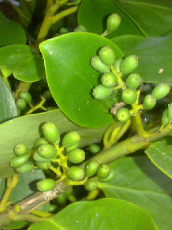 alguien me puede decir que planta es alguien me puede decir que planta es