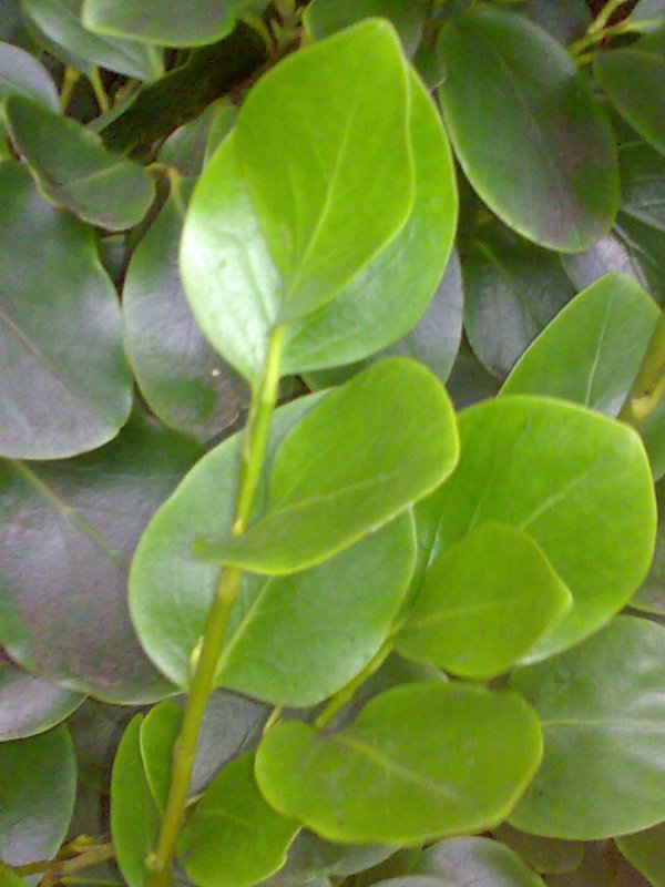 alguien me puede decir que planta es alguien me puede decir que planta es